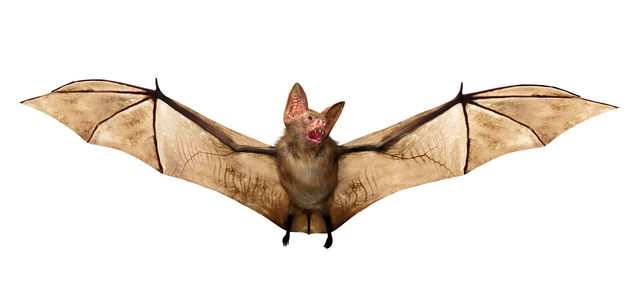 Vampirfledermäuse in der Medizin
